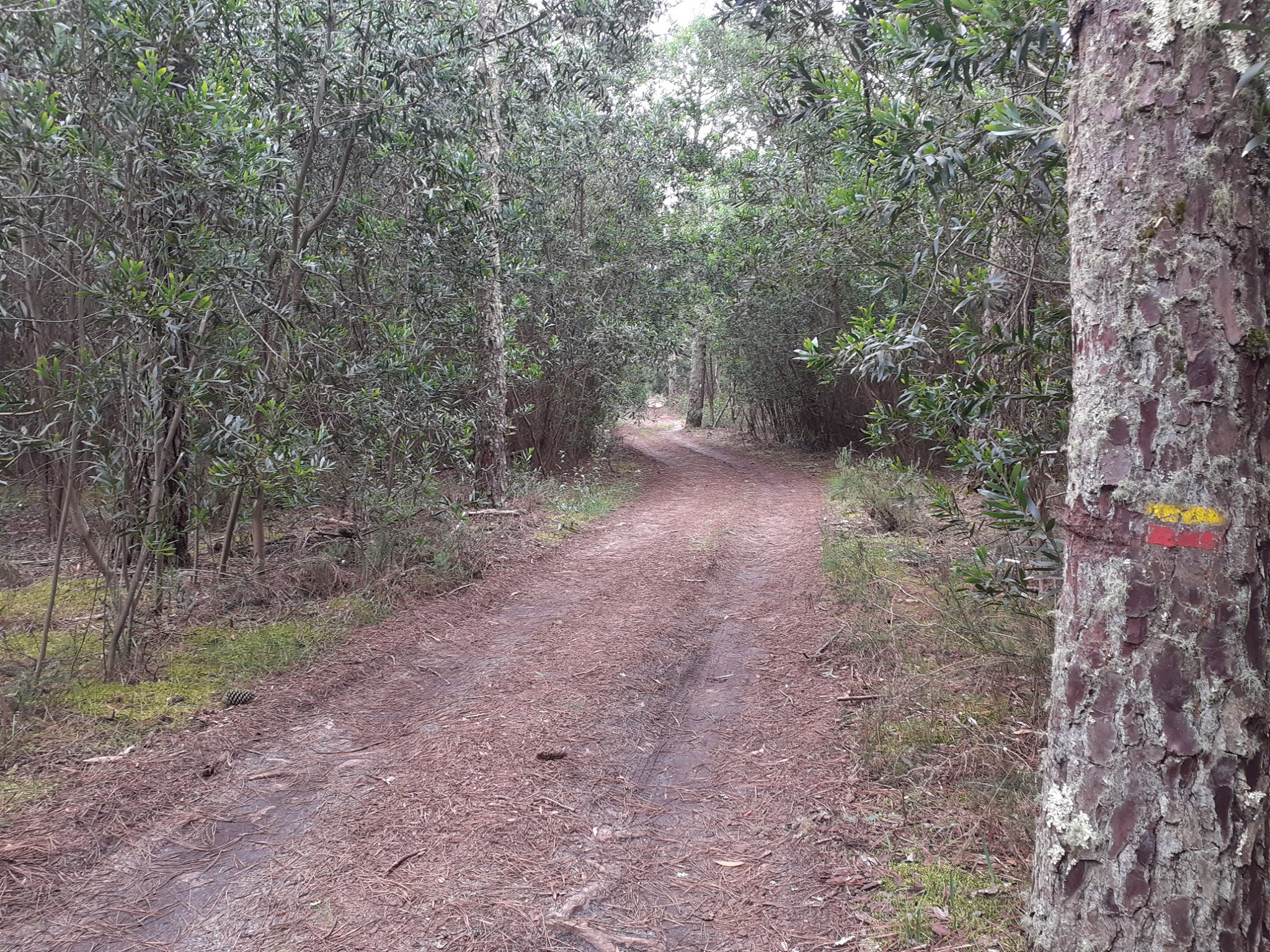 EM OVAR: “TRILHO DA FLORESTA” MANTÉM-SE COMO ALTERNATIVA NATURAL PARA ...