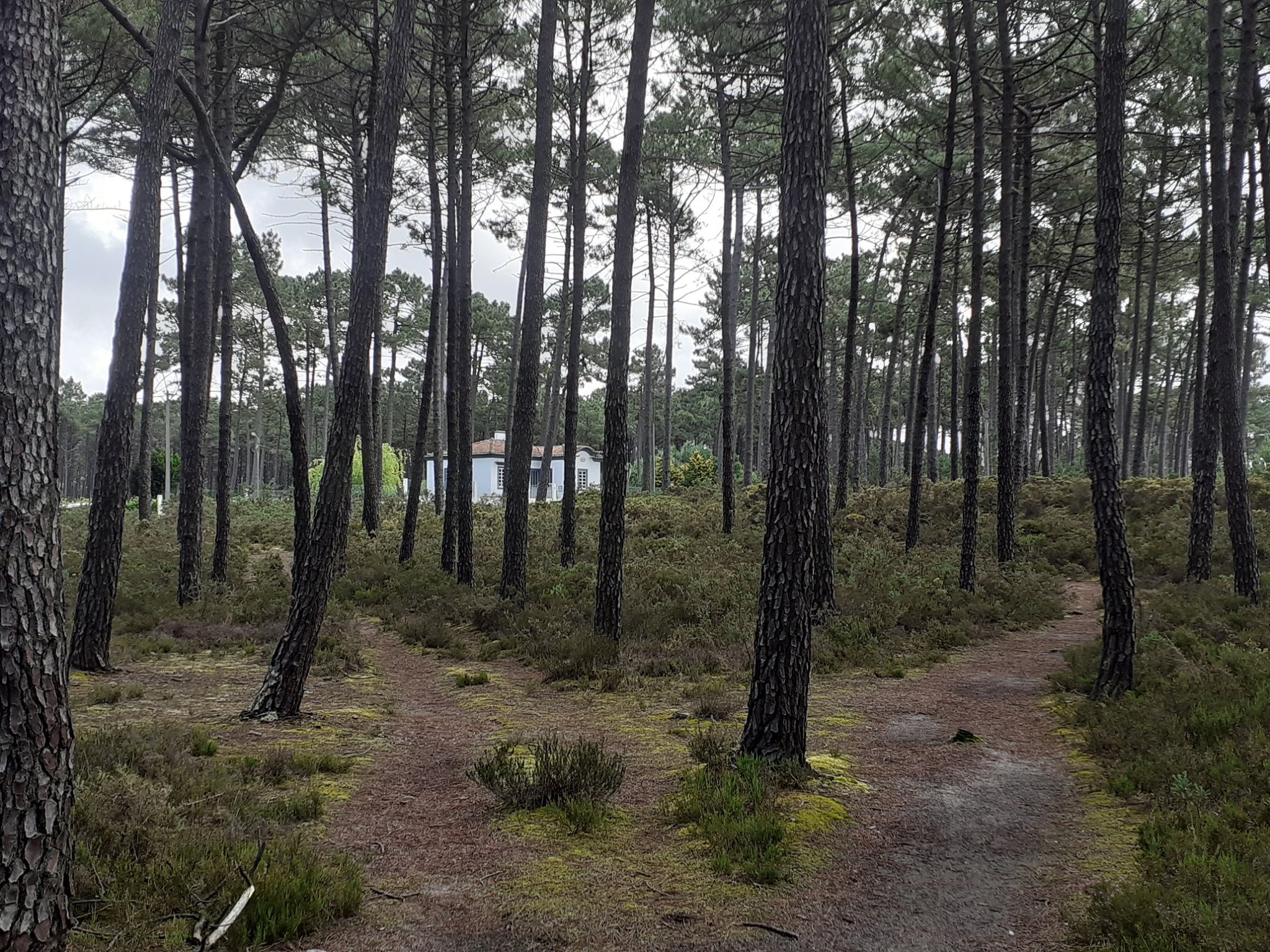 EM OVAR: “TRILHO DA FLORESTA” MANTÉM-SE COMO ALTERNATIVA NATURAL PARA ...