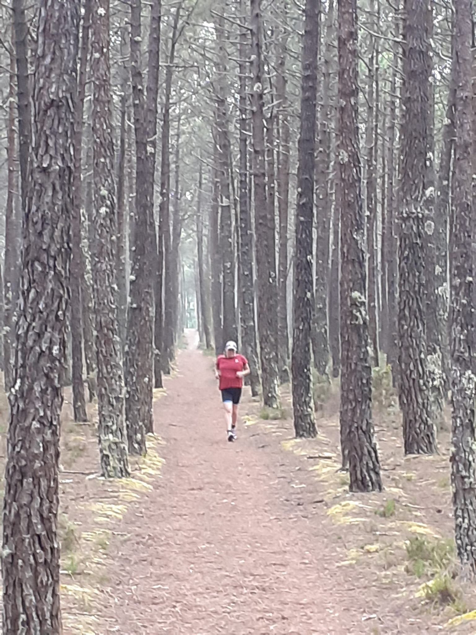 EM OVAR: “TRILHO DA FLORESTA” MANTÉM-SE COMO ALTERNATIVA NATURAL PARA ...
