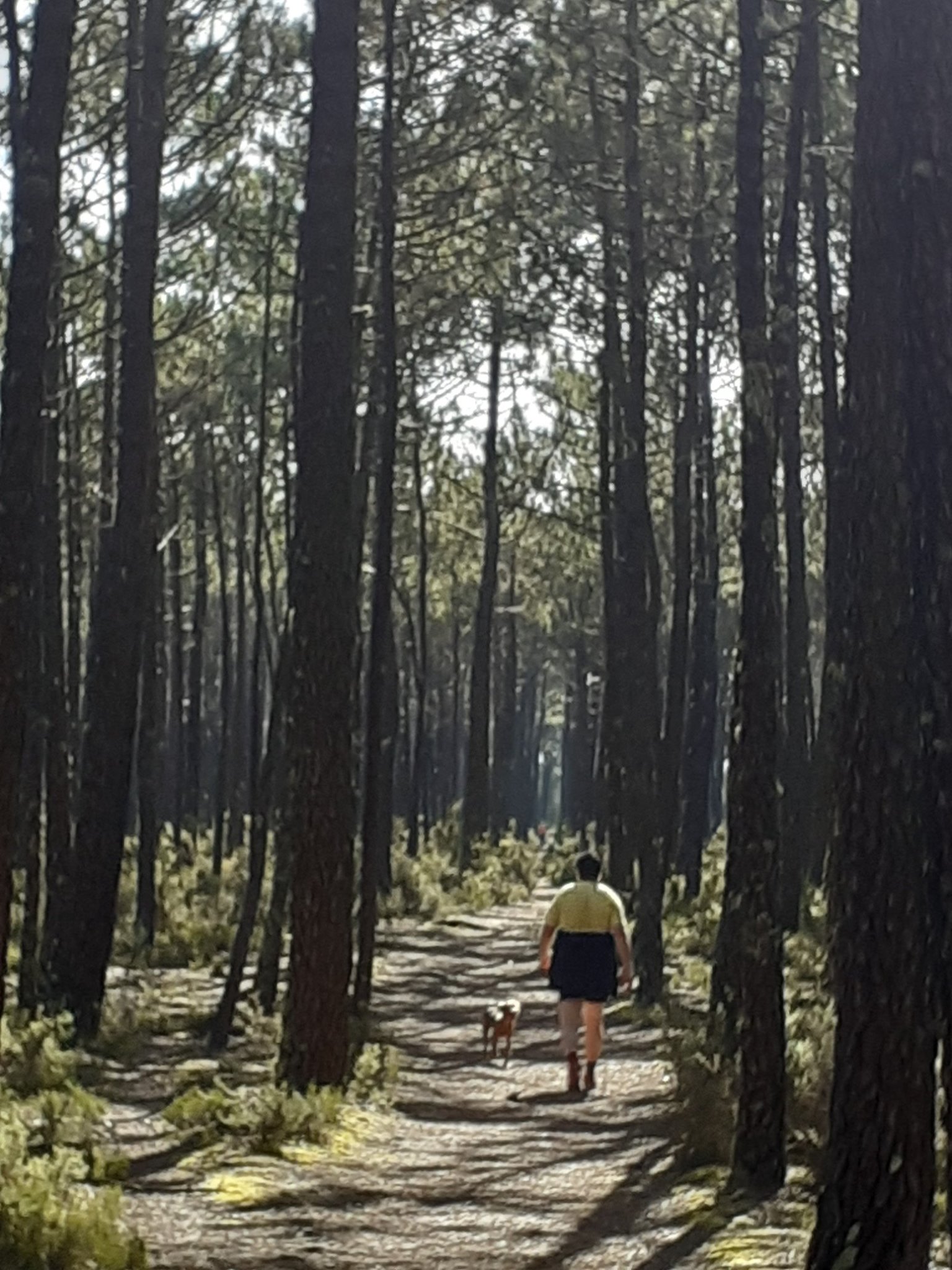 EM OVAR: “TRILHO DA FLORESTA” MANTÉM-SE COMO ALTERNATIVA NATURAL PARA ...