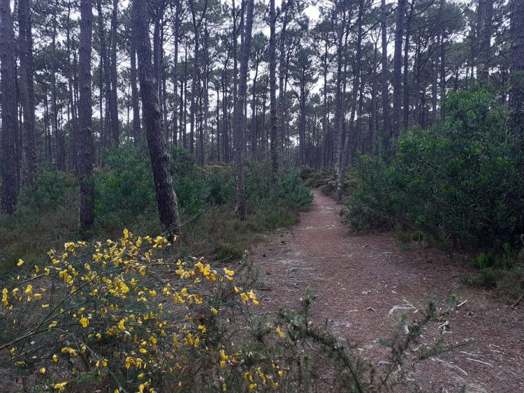 EM OVAR: “TRILHO DA FLORESTA” MANTÉM-SE COMO ALTERNATIVA NATURAL PARA ...