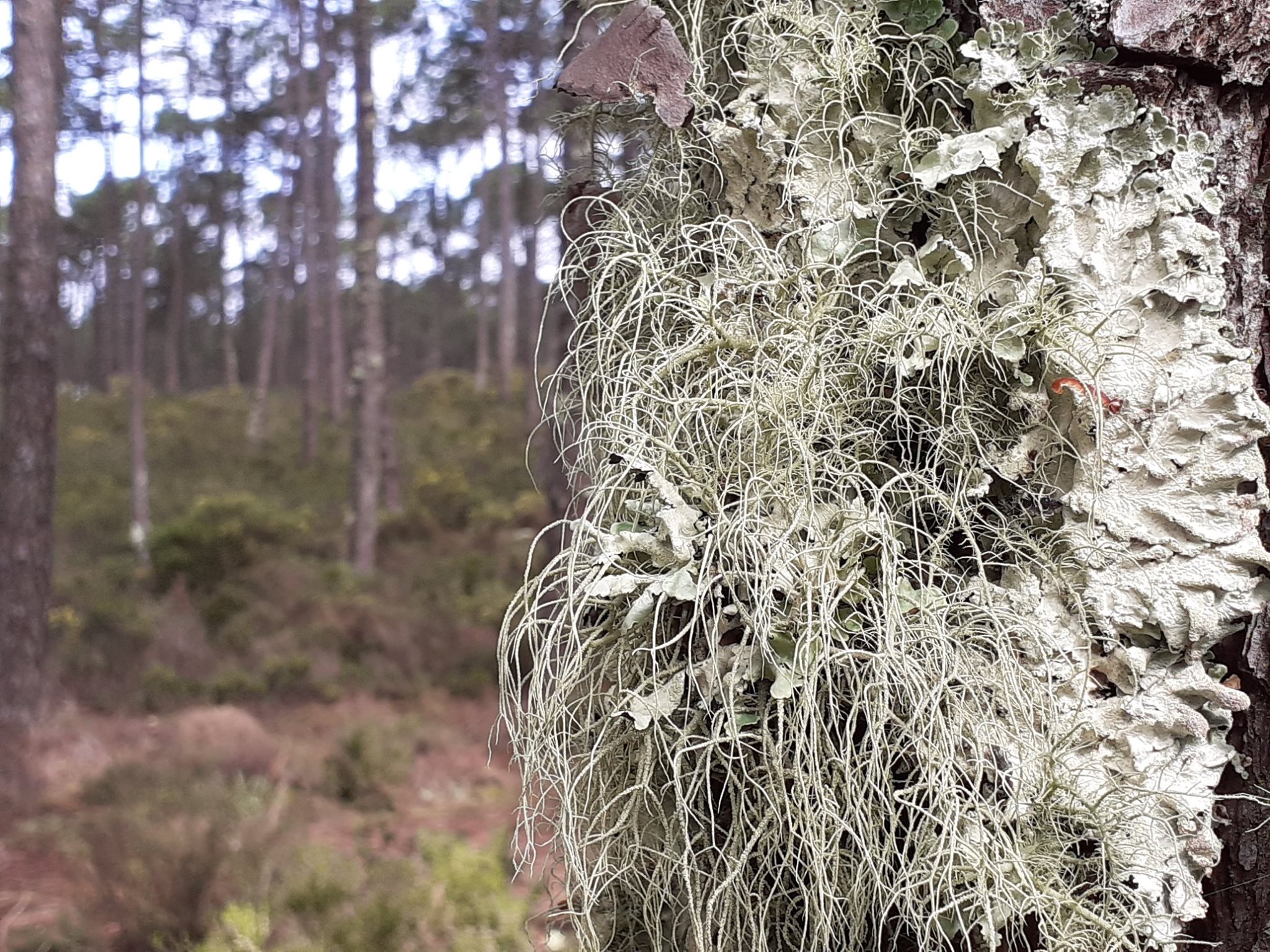 EM OVAR: “TRILHO DA FLORESTA” MANTÉM-SE COMO ALTERNATIVA NATURAL PARA ...