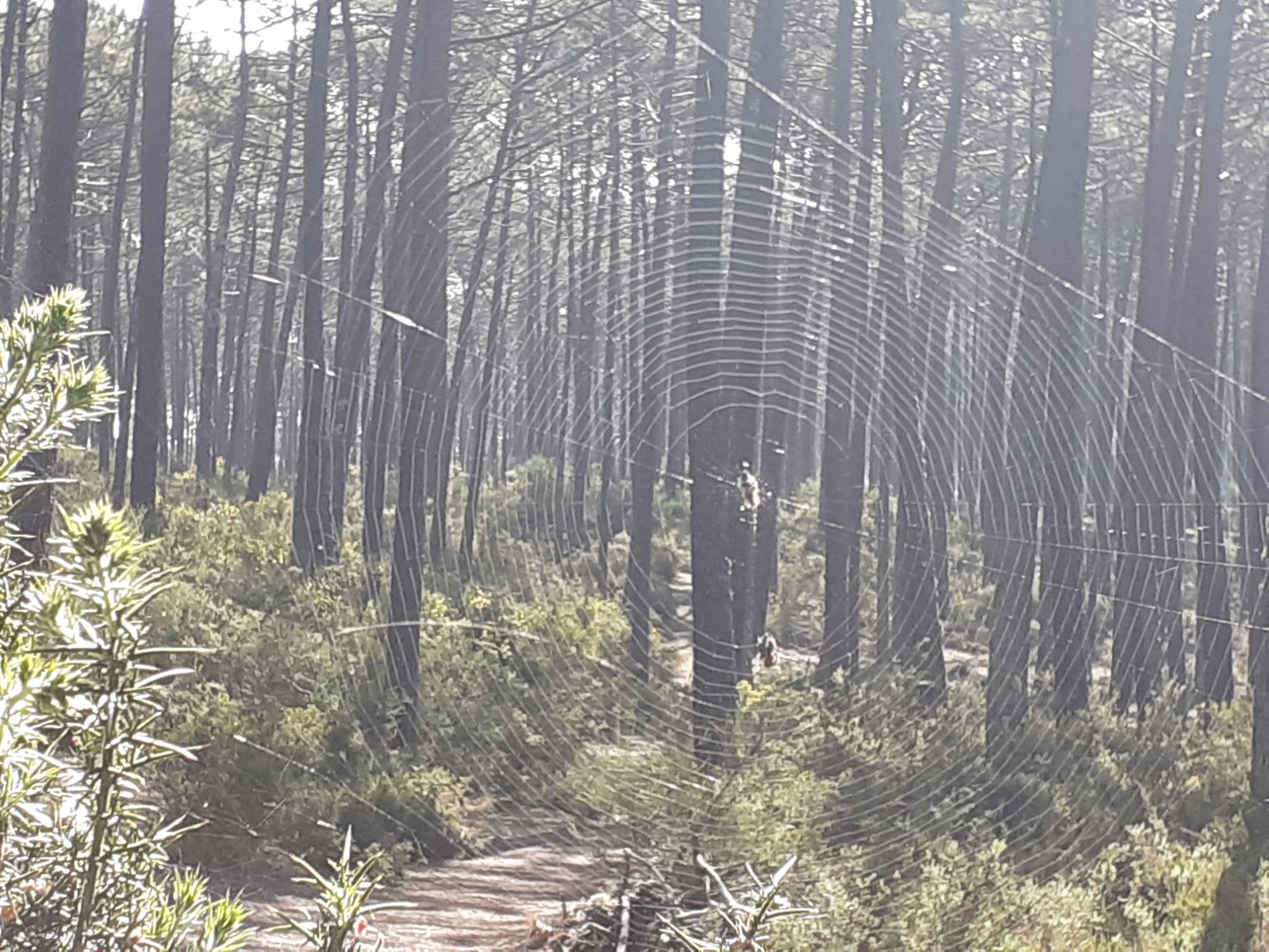 EM OVAR: “TRILHO DA FLORESTA” MANTÉM-SE COMO ALTERNATIVA NATURAL PARA ...