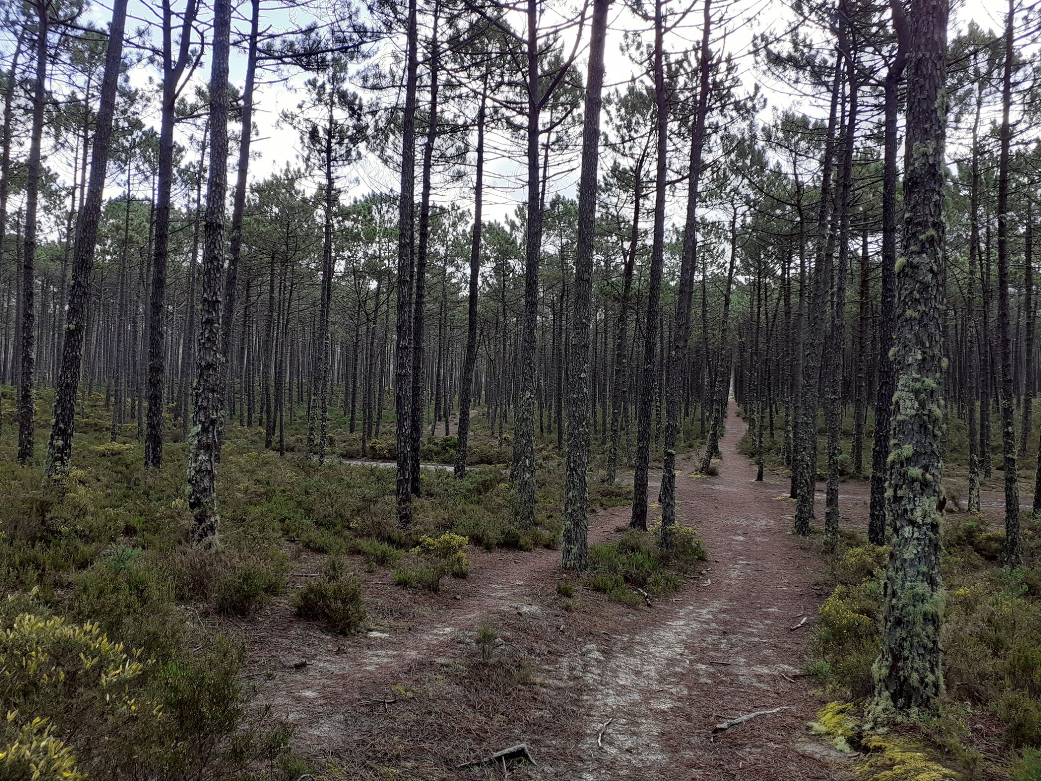 EM OVAR: “TRILHO DA FLORESTA” MANTÉM-SE COMO ALTERNATIVA NATURAL PARA ...