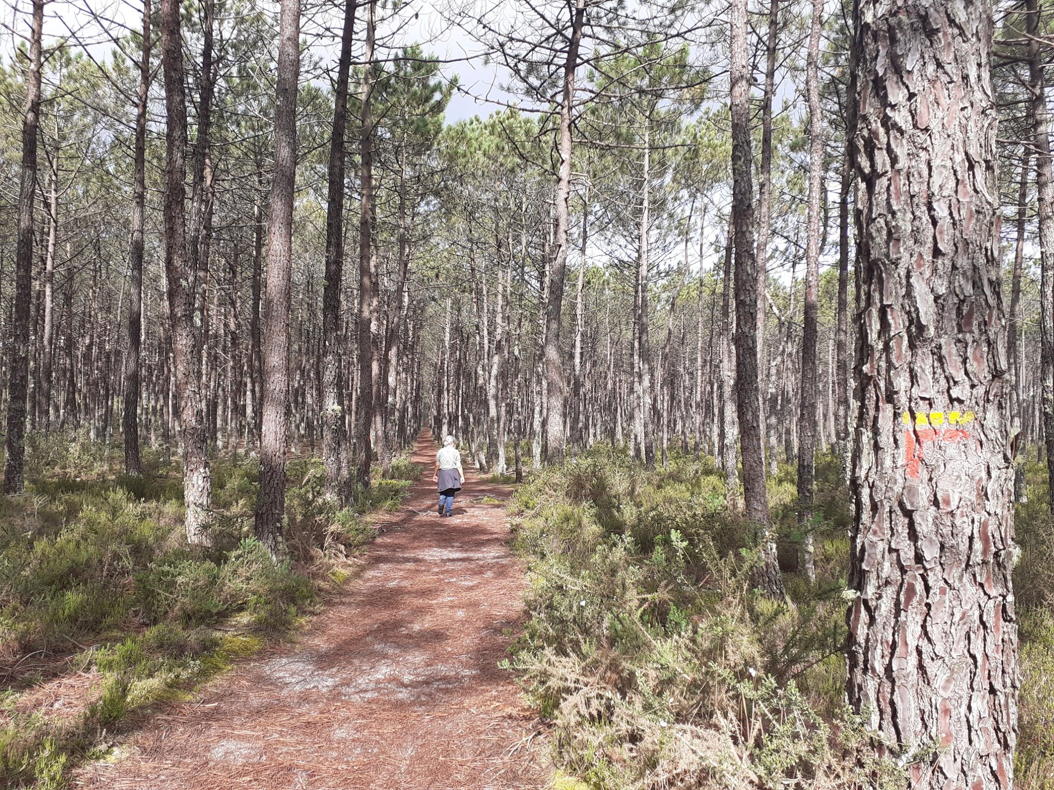 EM OVAR: “TRILHO DA FLORESTA” MANTÉM-SE COMO ALTERNATIVA NATURAL PARA ...