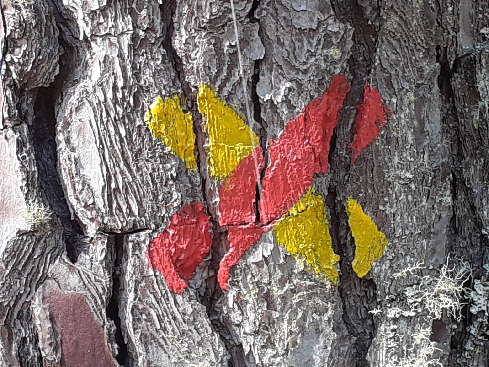 EM OVAR: “TRILHO DA FLORESTA” MANTÉM-SE COMO ALTERNATIVA NATURAL PARA ...