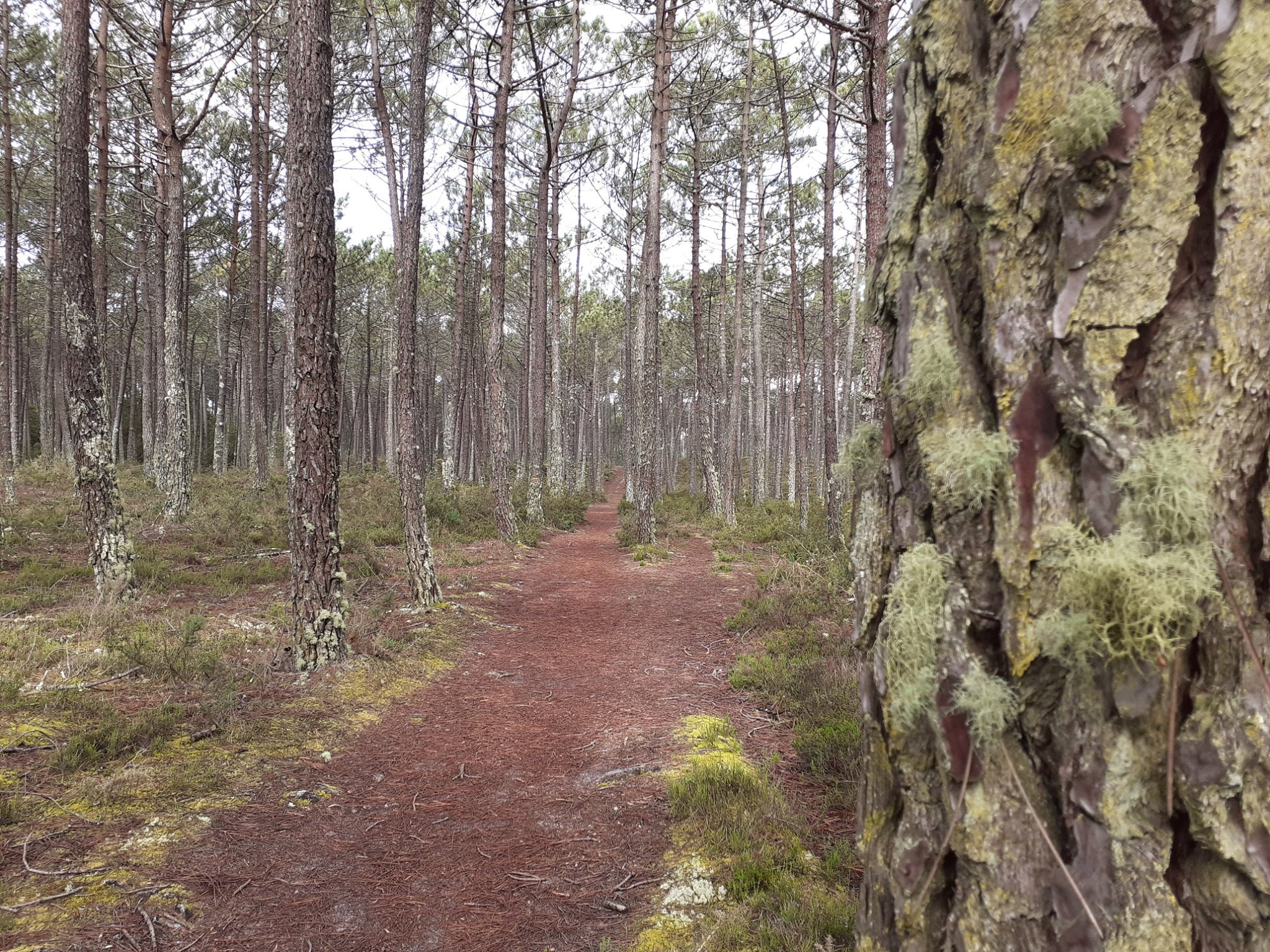 EM OVAR: “TRILHO DA FLORESTA” MANTÉM-SE COMO ALTERNATIVA NATURAL PARA ...