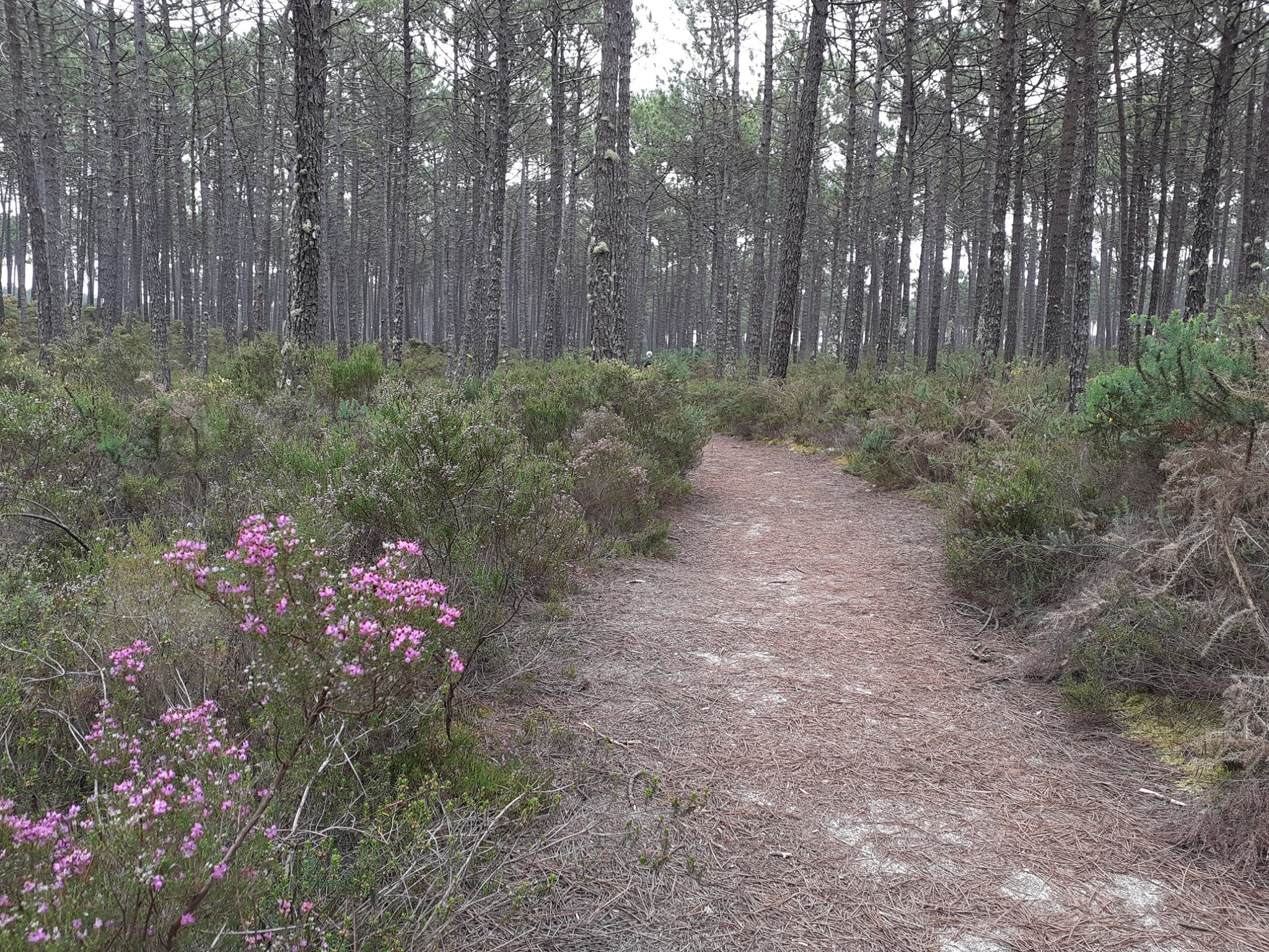 EM OVAR: “TRILHO DA FLORESTA” MANTÉM-SE COMO ALTERNATIVA NATURAL PARA ...