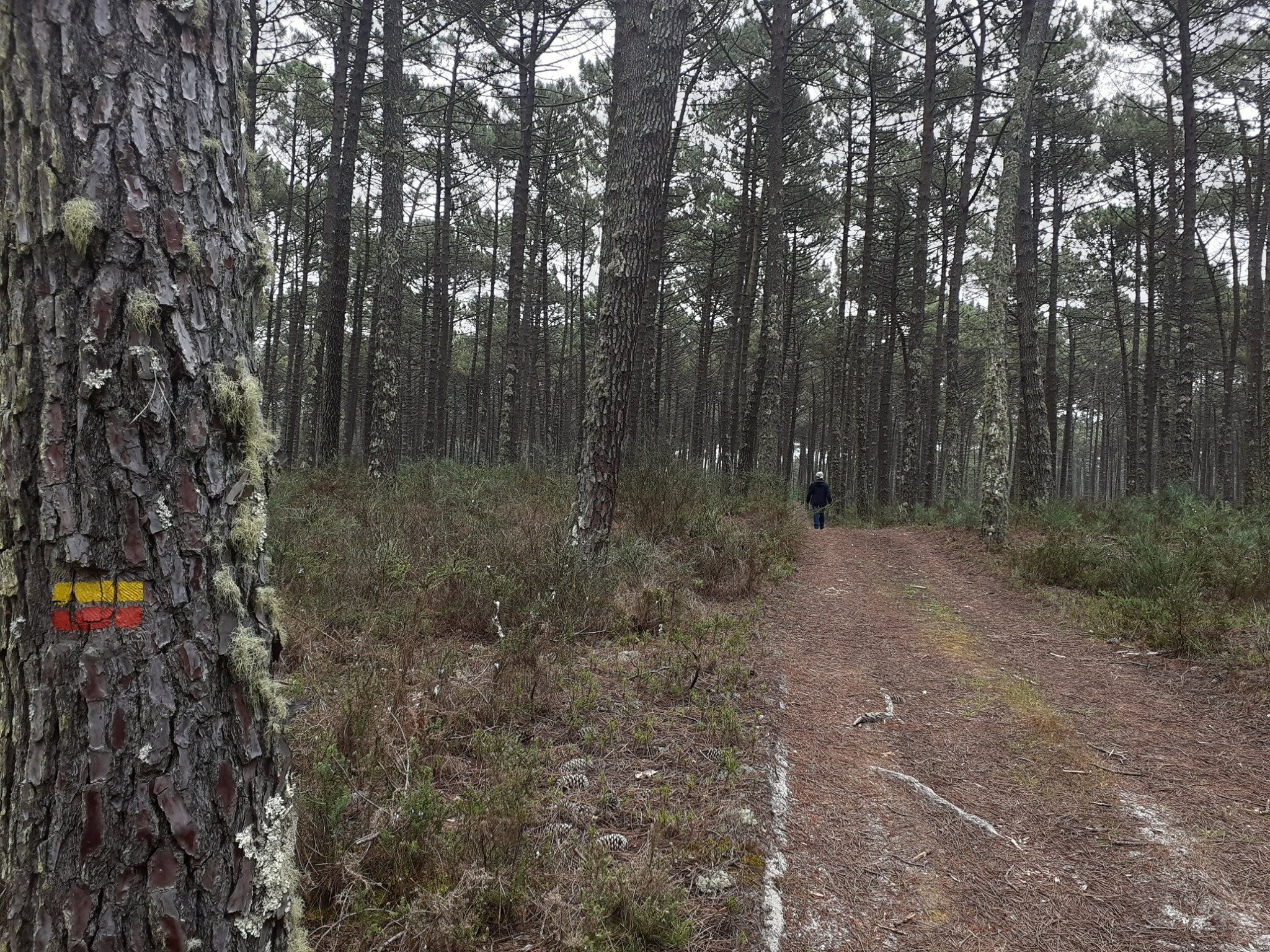 EM OVAR: “TRILHO DA FLORESTA” MANTÉM-SE COMO ALTERNATIVA NATURAL PARA ...